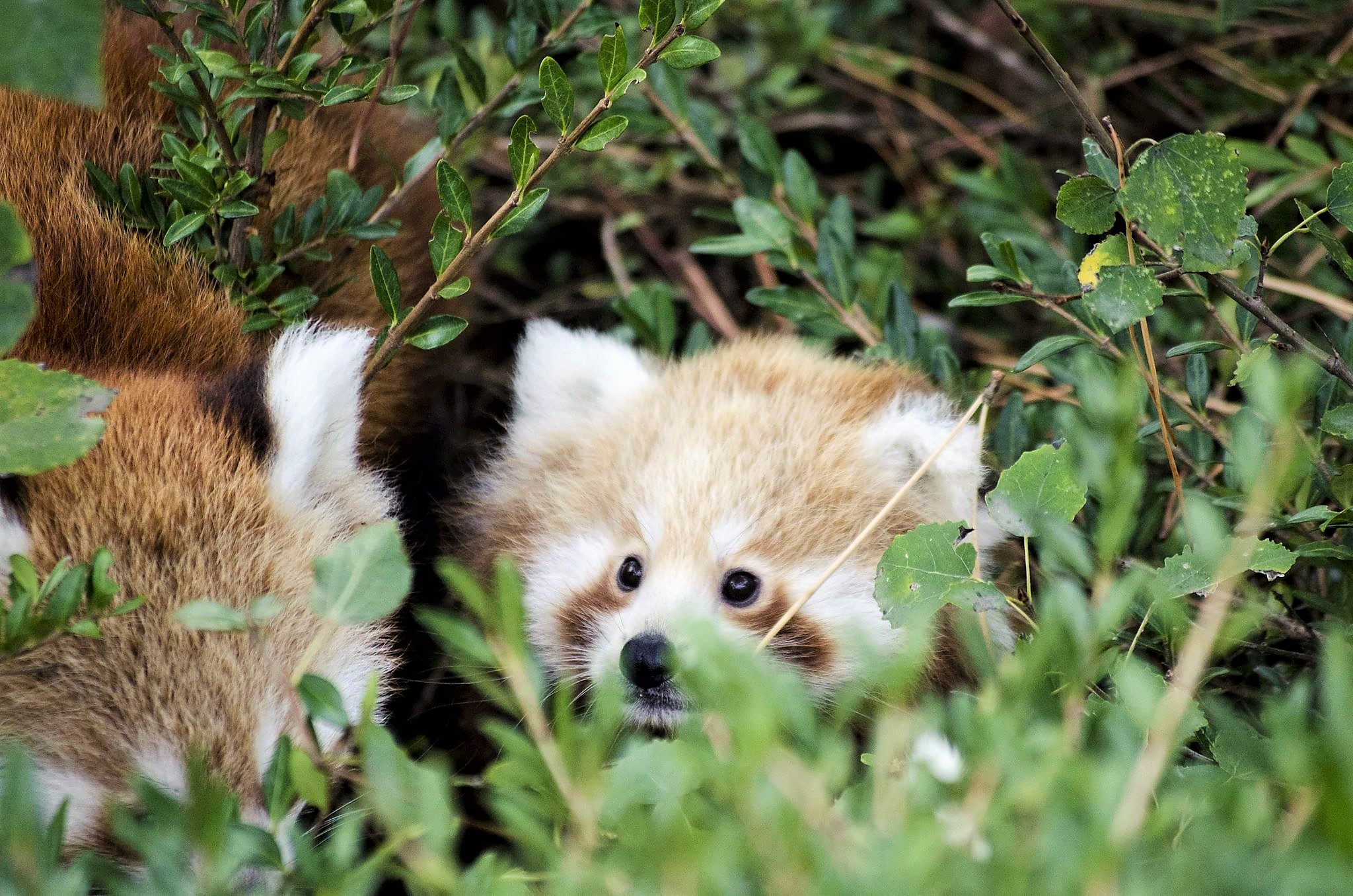 Journée Internationale du Panda Roux 2020 – CPPR