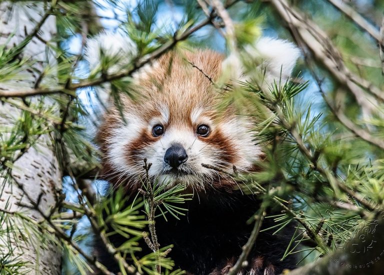 RDV au Zoo de Branféré - CPPR