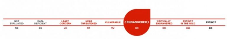 Présentation du Panda Roux – CPPR