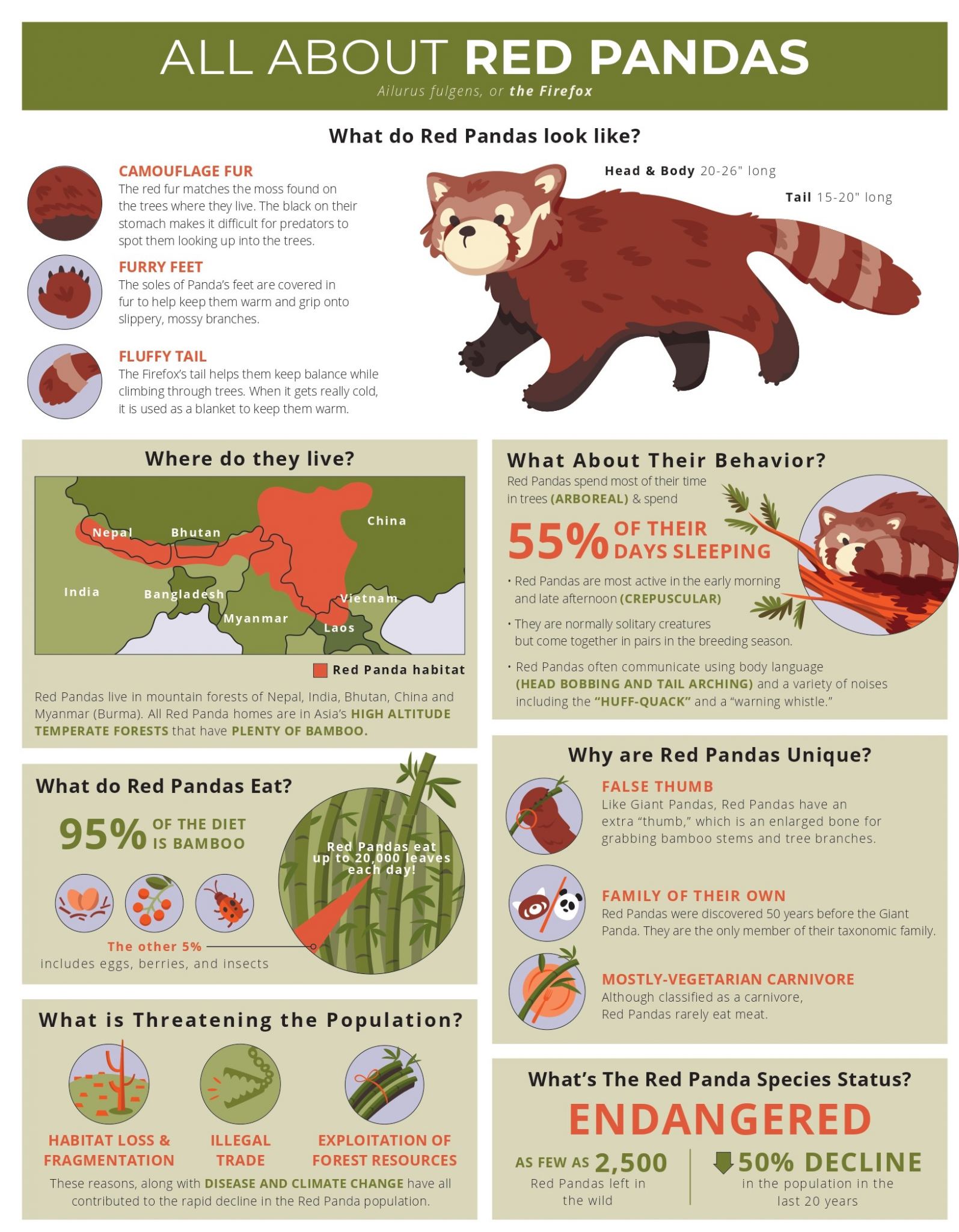 Présentation du Panda Roux – CPPR