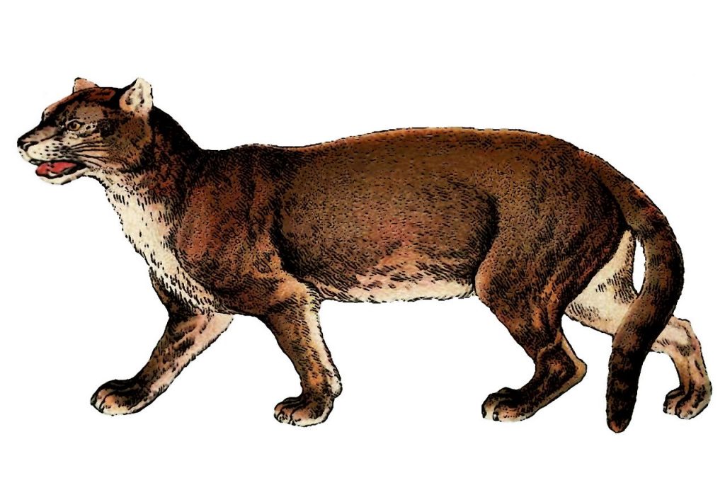 Classification phylogénétique - CPPR