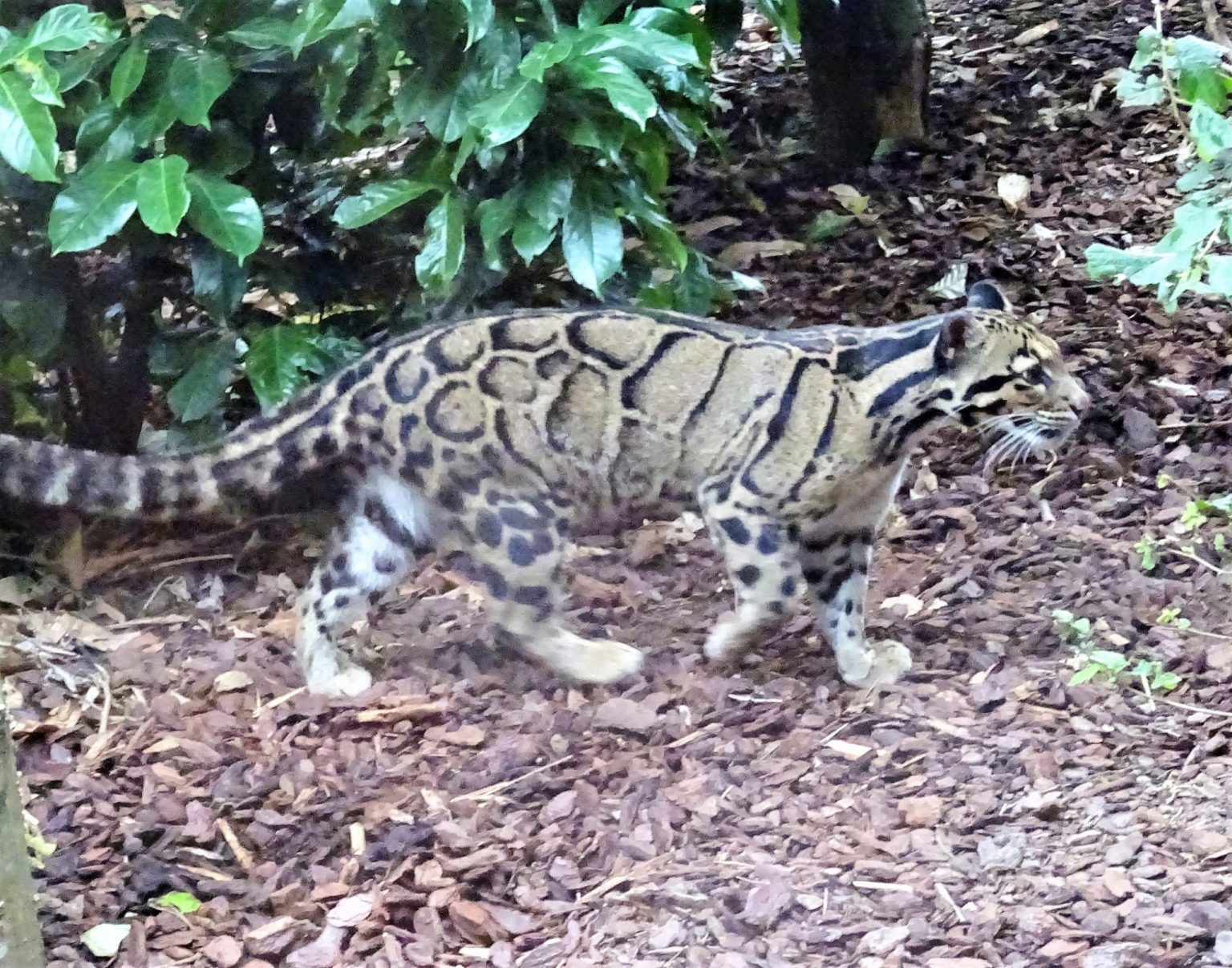 Les prédateurs du Panda Roux – CPPR
