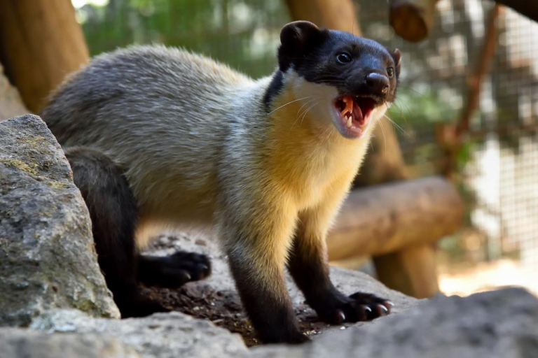 Les prédateurs du Panda Roux – CPPR